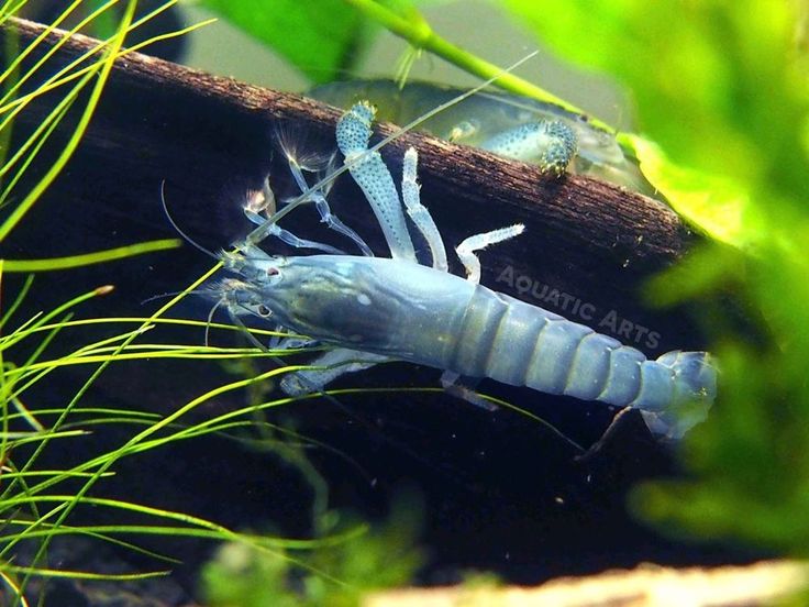 VAMPIRE / ATYA SHRIMP – 非洲巨人网球蝦 – Su's Aquatic