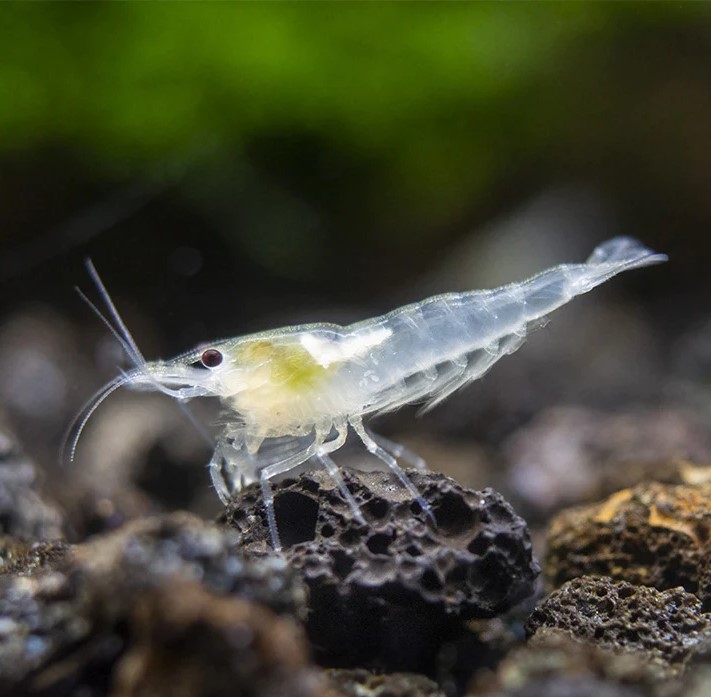 snowballShrimp – Su's Aquatic