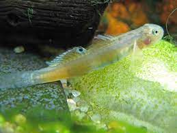 BLUE BELLY RED GOBY – 绿腹韧蝦虎 – Su's Aquatic