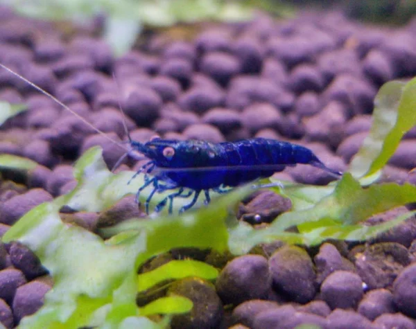 BLUE DIAMOND SHRIMP – 蓝钻【10 PCs / SET】 – Su's Aquatic