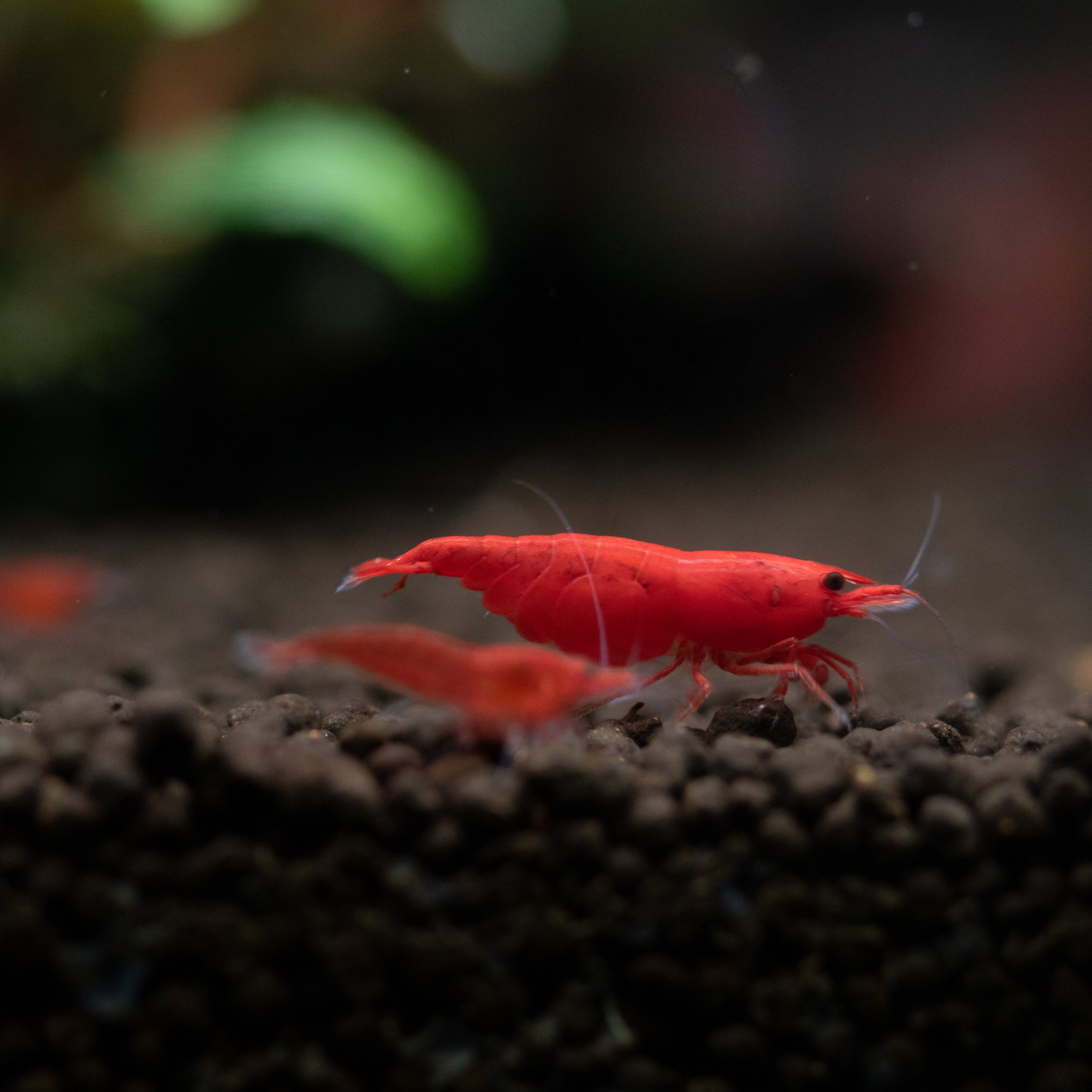 TAIWAN FIRE RED SHRIMP – 台湾极火蝦【10 PCs / SET】 – Su's Aquatic