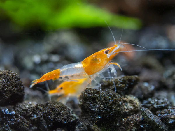 TAIWAN ORANGE RILI SHRIMP – 台湾橘琉璃米蝦【10 PCs / SET】 – Su's Aquatic