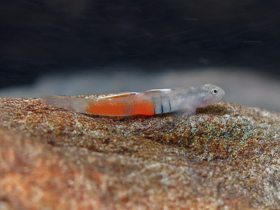 RED PAPUAN GOBY – 黄瓜虾虎 – Su's Aquatic