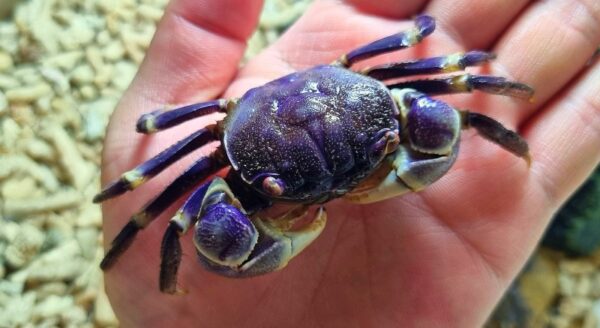 BLUE SPIDER CRAB / MANGROVE CRAB – 圆额新胀蟹 – Su's Aquatic