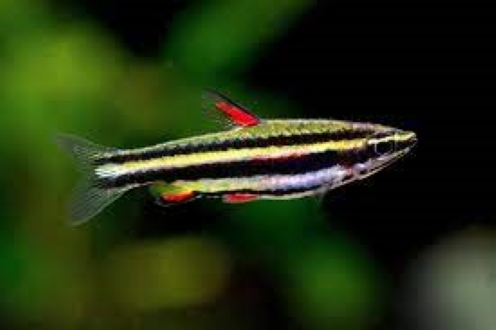 MARGINATUS PENCIL – 小红铅笔鱼 – Su's Aquatic