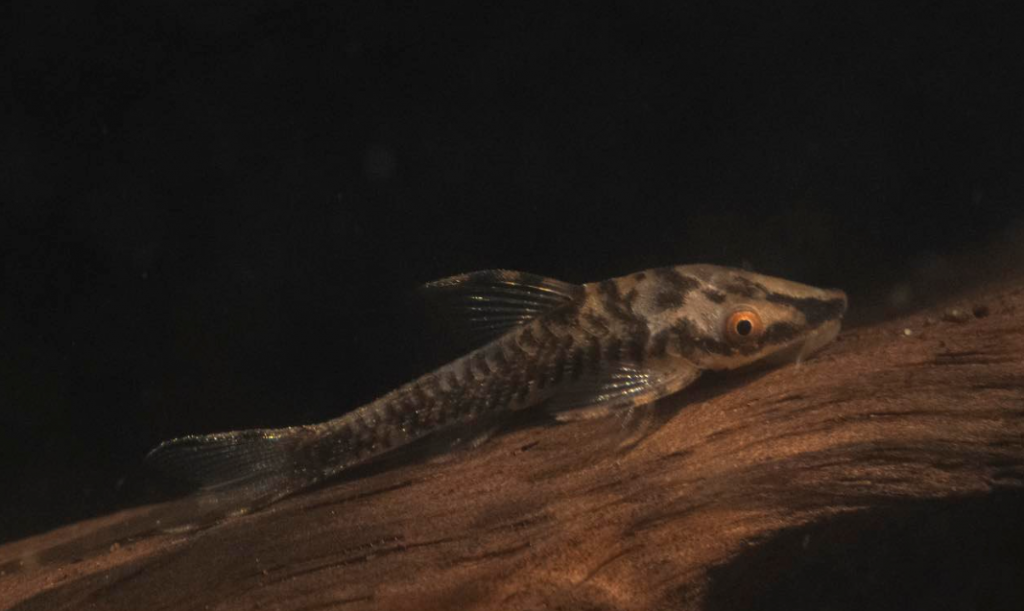 SP. PERU “WHITE” – 国王小精灵 – Su's Aquatic