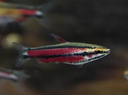 NANNOSTOMUS RUBROCAUDATUS / CORAL PURPLE PENCIL FISH – 紫焰铅笔 – Su's Aquatic