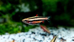 NANNOSTOMUS RUBROCAUDATUS / CORAL PURPLE PENCIL FISH – 紫焰铅笔 – Su's Aquatic