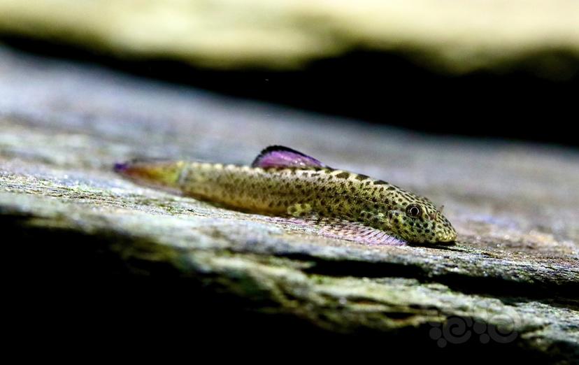 PURPLE FIN LOACH – 紫鳍吸鳅 – Su's Aquatic