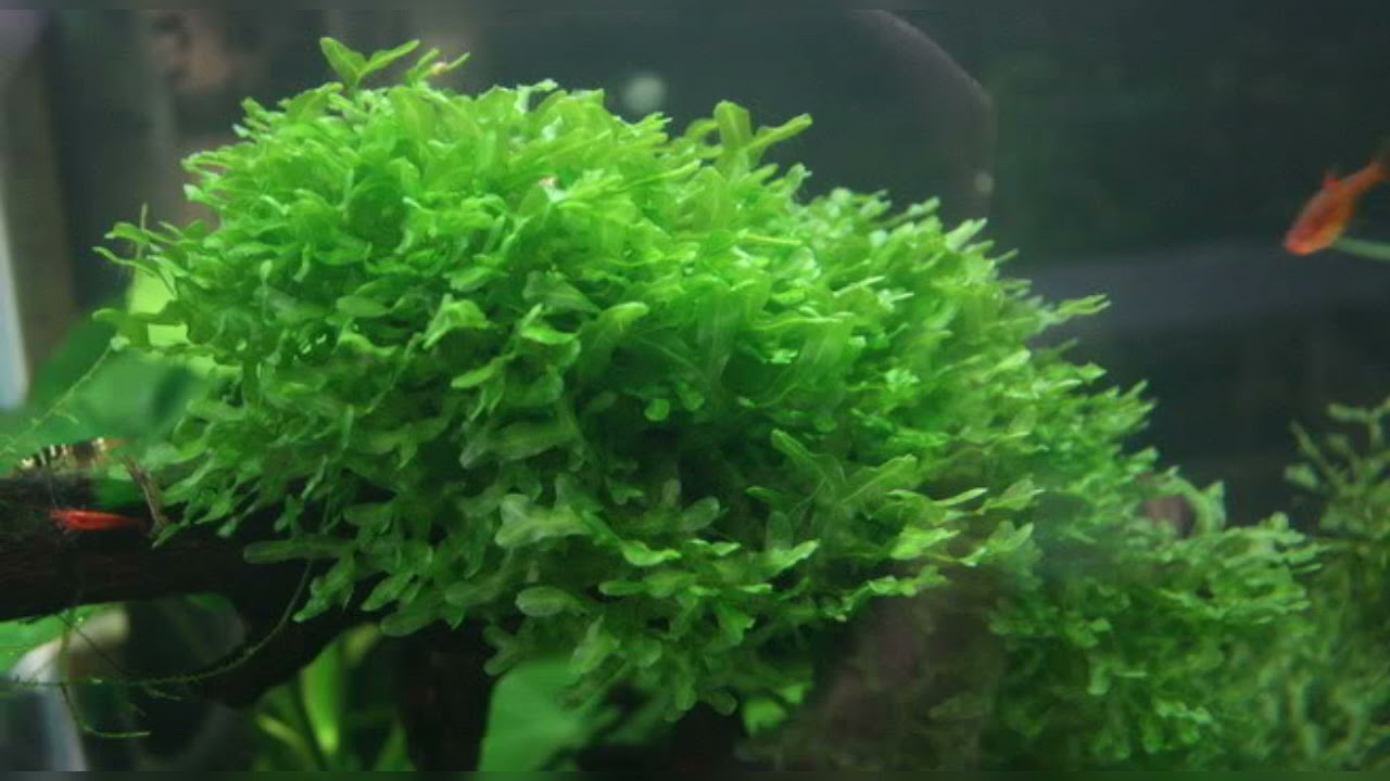 HOME BREED PELIA MOSS – 自家繁殖怪蕨莫斯【10 X 10 CM】【100% SHRIMP SAFE】 – Su's ...