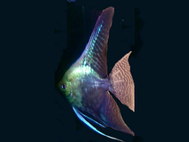 AVATAR TURKEY – 土耳其綠煙燻 “S” – Su's Aquatic