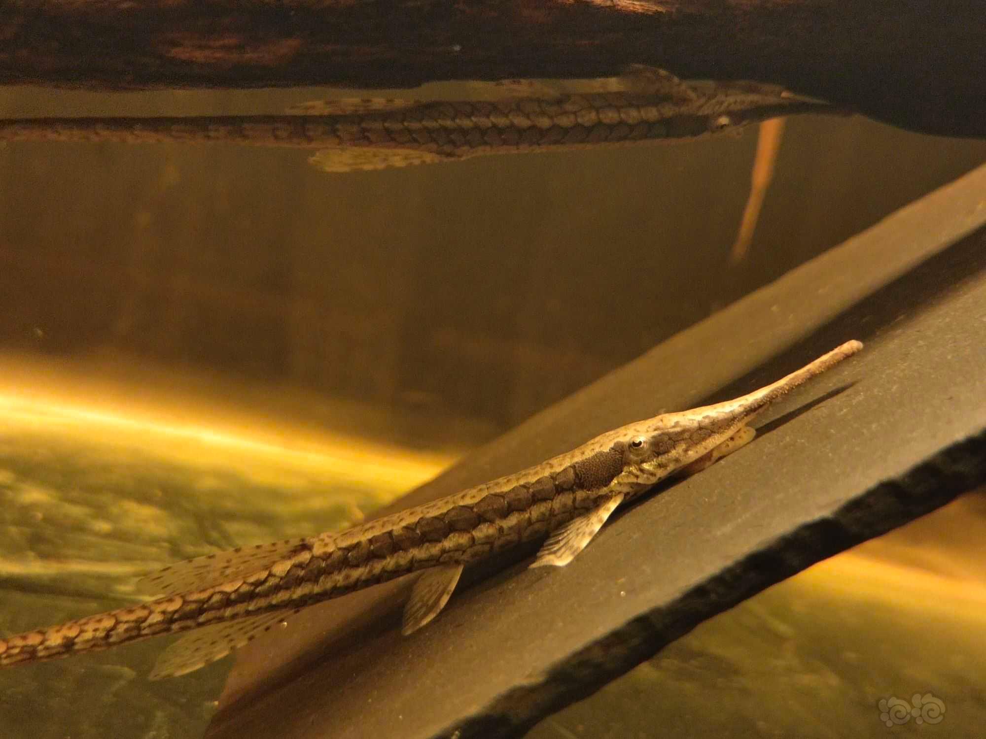 ACUS WHIPTAIL FARLOWELLA – 枝状直升机 – Su's Aquatic