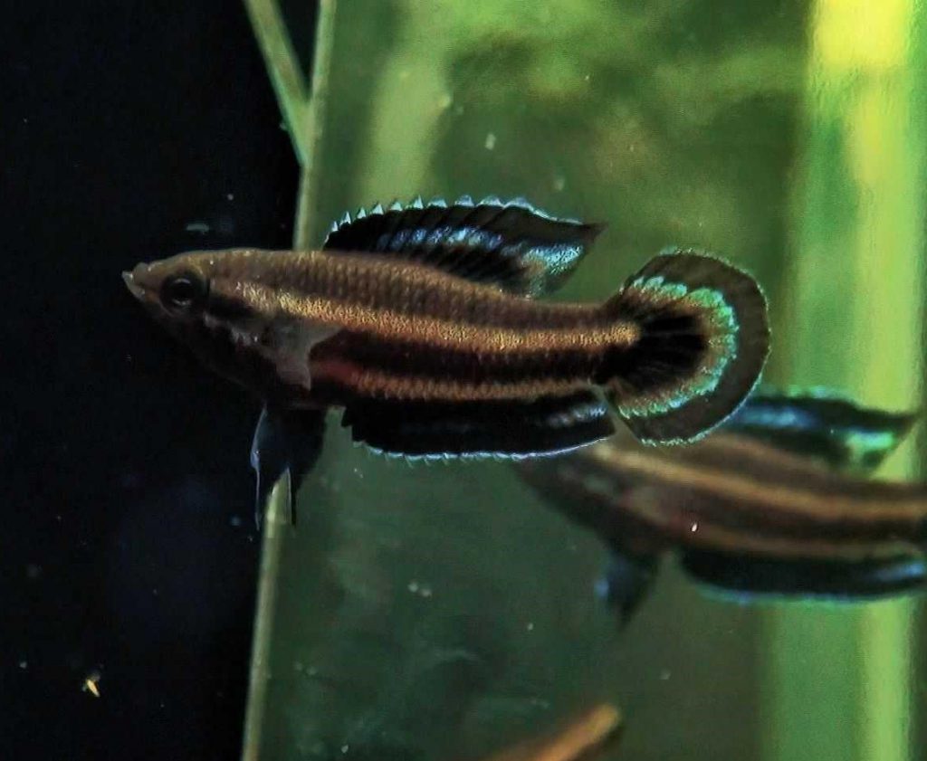 HARVEYI – 哈维二线【PAIR】 – Su's Aquatic