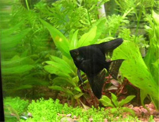 BLACK BULGARIAN LACE ANGELFISH – 黑蕾丝 / 黑幻象神仙鱼 – Su's Aquatic