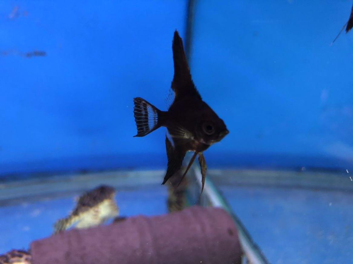 BLACK BULGARIAN LACE ANGELFISH – 黑蕾丝 / 黑幻象神仙鱼 – Su's Aquatic