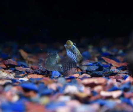 YELLOW LIP GOBY – 潮汕黄唇吻蝦虎 – Su's Aquatic
