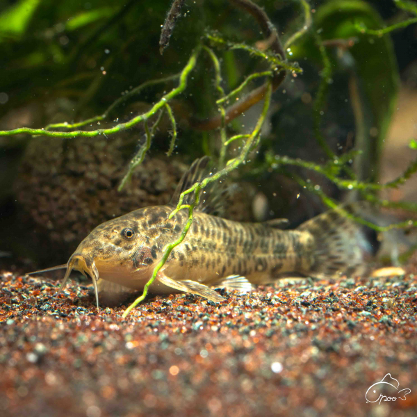 ASPIDORAS ROCHAI – 罗柴花斑鼠 – Su's Aquatic