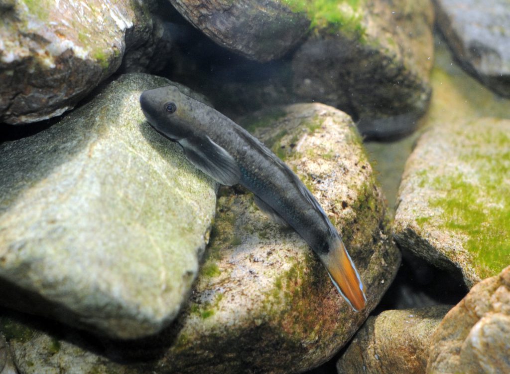 THREADFIN GOBY / BLUE STREAM GOBY – 宽颊秃头鲨 – Su's Aquatic