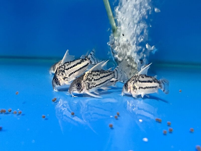 SUPER SCHWARTZI – 超級舒瓦茲鼠 – Su's Aquatic