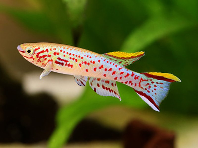 APHY GOLD GARDNERI – 蓝彩鳉 – Su's Aquatic