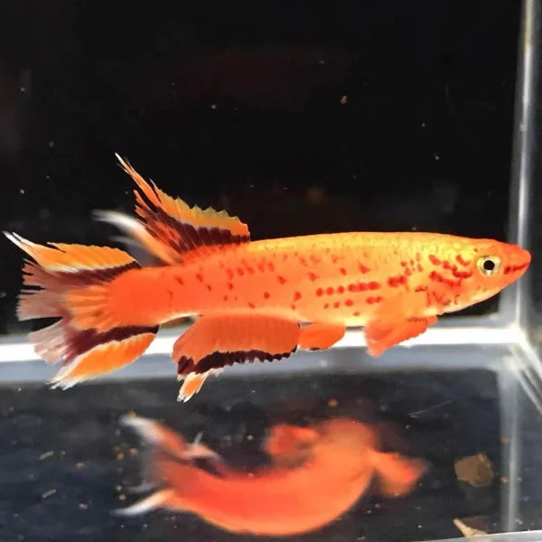 AUSTRALE GOLD LYRETAIL – 黄金火焰鳉 – Su's Aquatic
