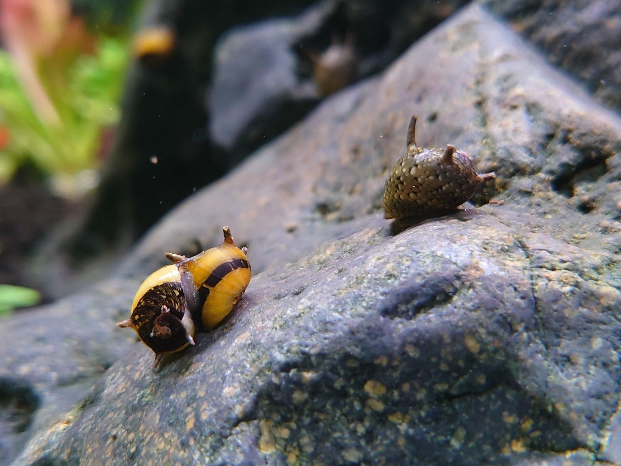 HORN SNAIL – 蜜蜂螺【5 PCs】 – Su's Aquatic