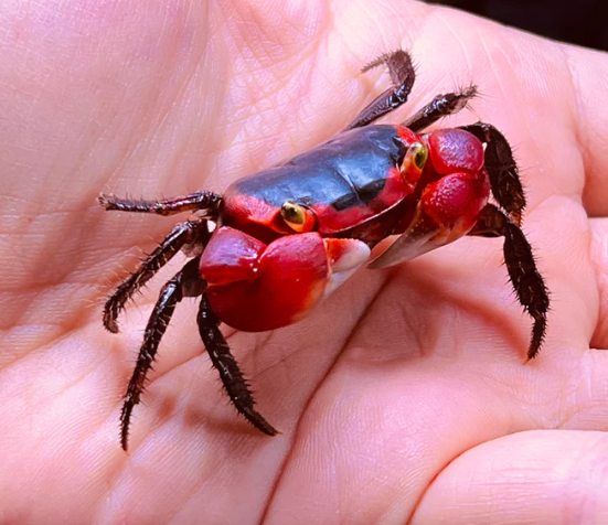 METASESARMA RED APPLE CRAB – 印尼红苹果蟹 – Su's Aquatic