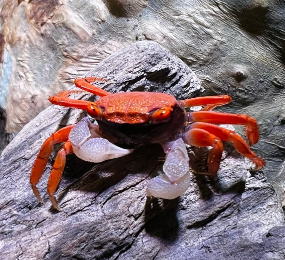 RED CARNAVAL VAMPIRE CRAB – 金粉恶魔蟹 – Su's Aquatic