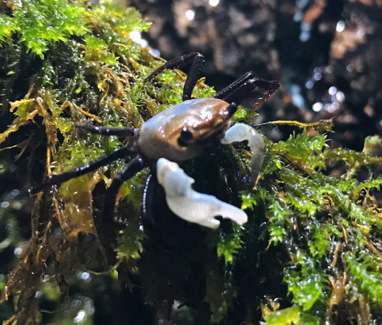 SKYBLUE NINJA BORNEO CRAB – 蓝天忍者蟹 – Su's Aquatic