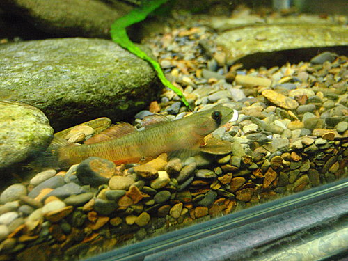 RED-BELTED GOBY – 环带黄瓜虾虎 – Su's Aquatic
