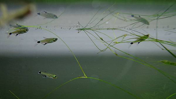 PANDA TETRA – 飞凤灯 – Su's Aquatic